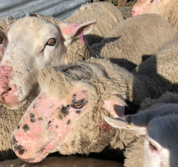 mild photosensitisation in sheep | redmeatupdates.com